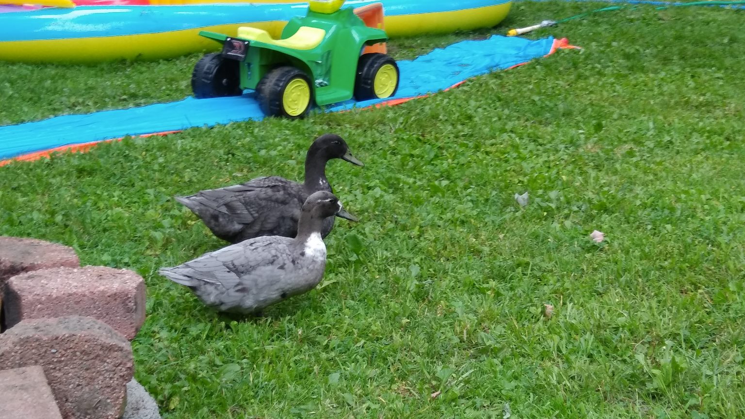 Self Colors: Blue and Silver - Backyard Poultry